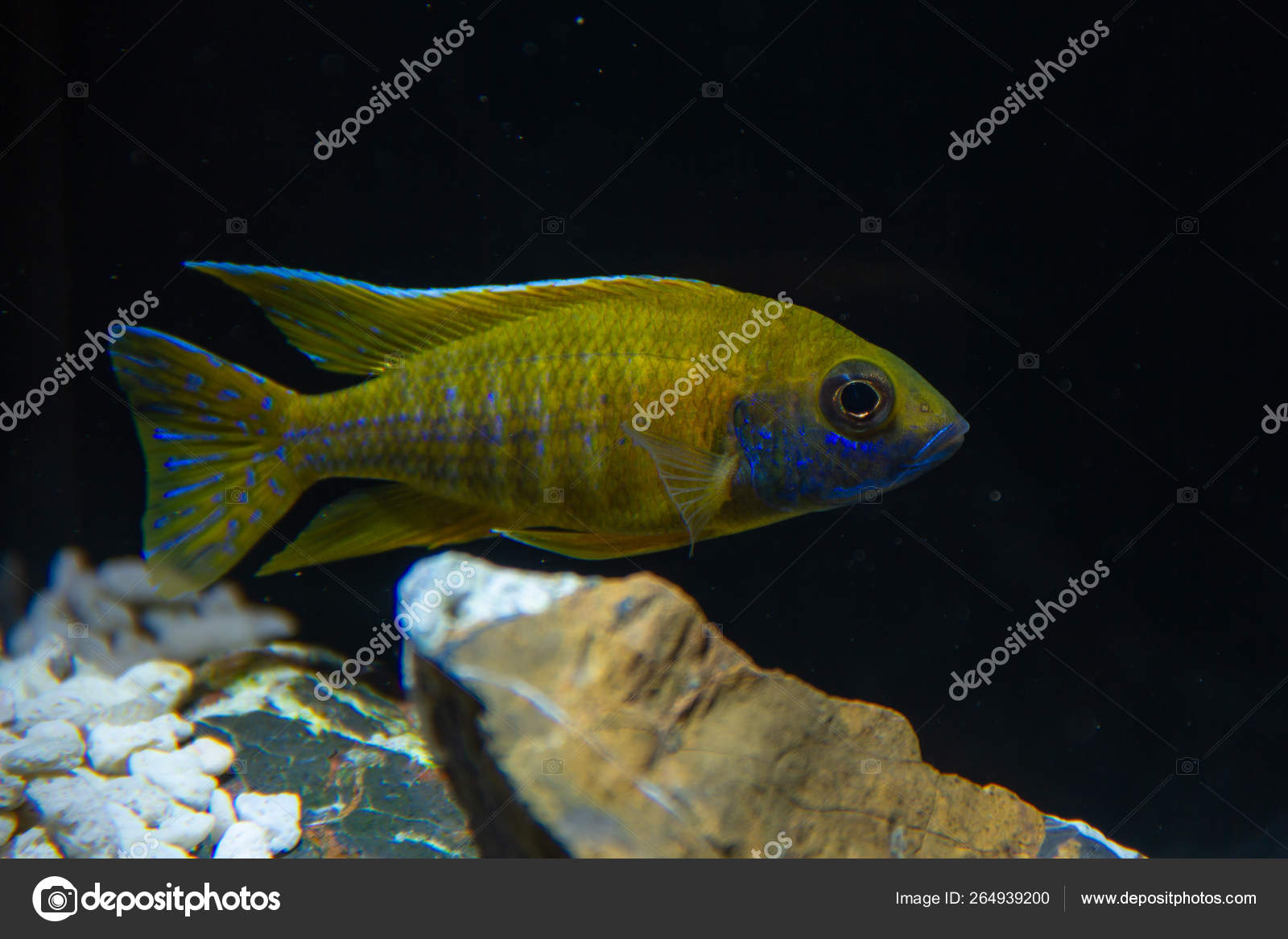 Yellow Peacock Cichlid