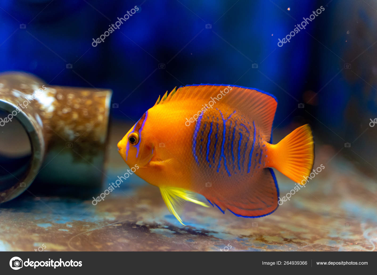 Clarion Angelfish