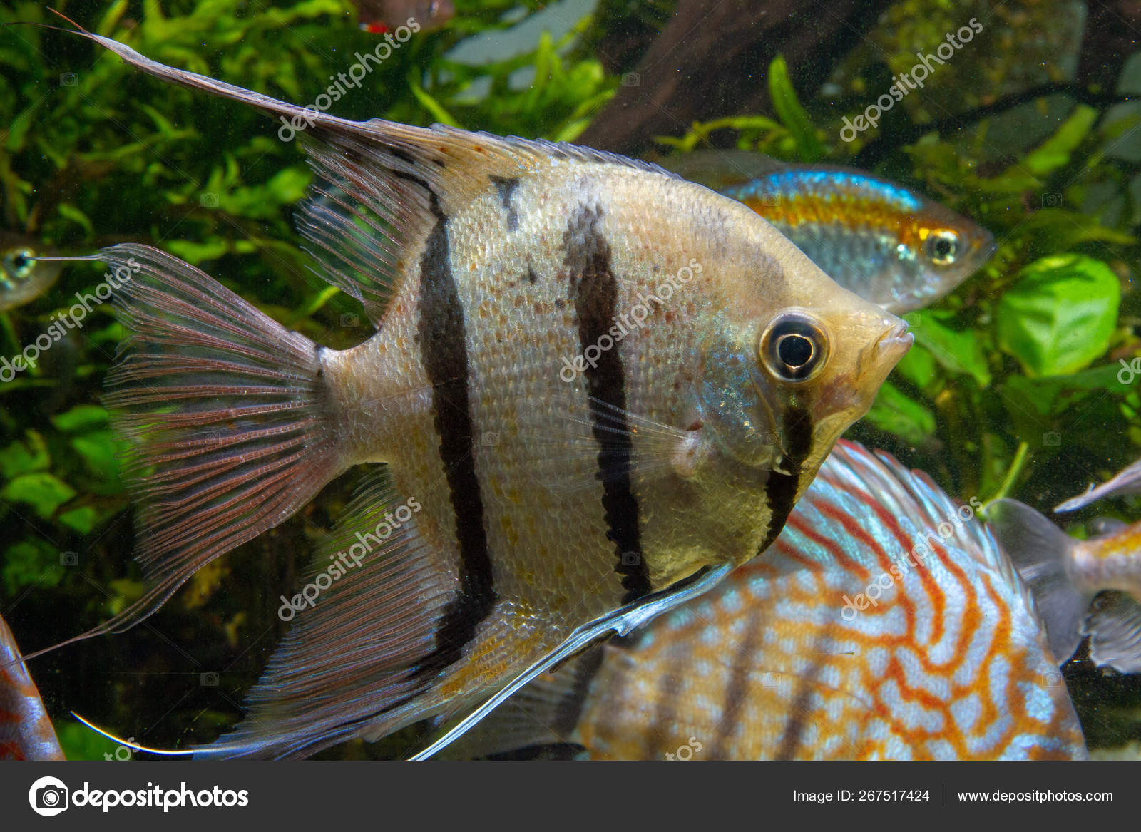 Rare Freshwater Angelfish