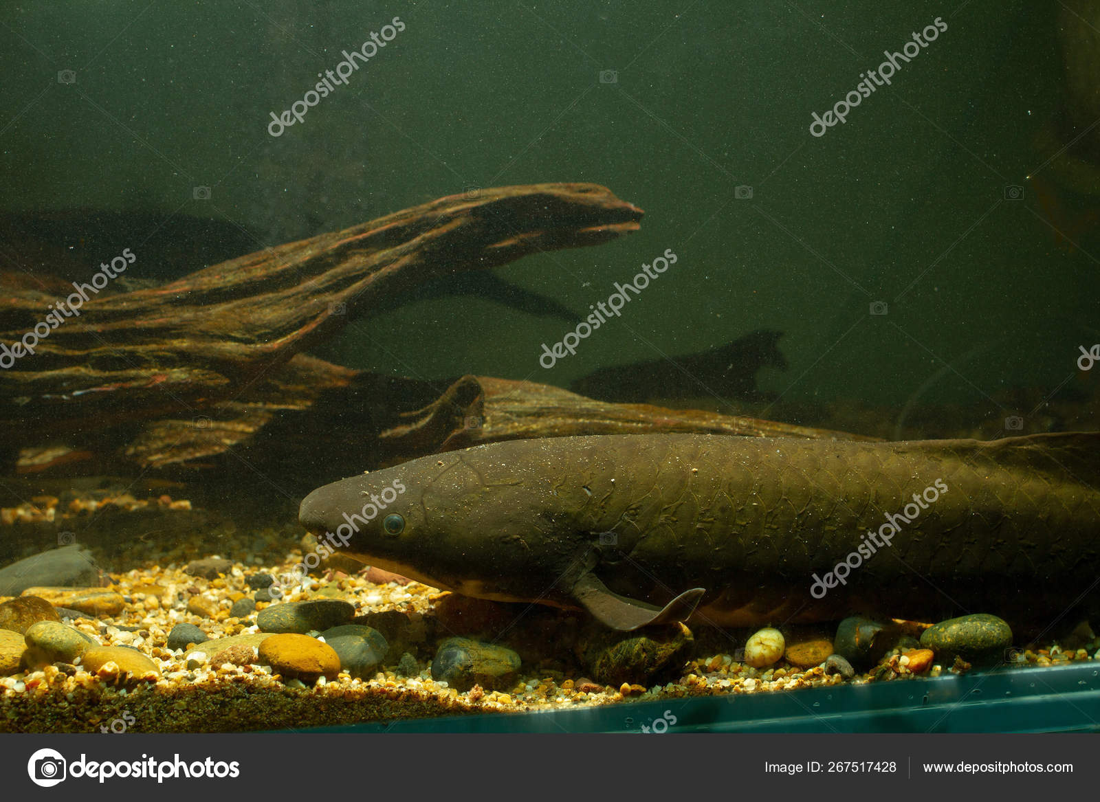 Lungfish Australiano Pez Lunar Queensland Neoceratodus Forsteri Fósil ...
