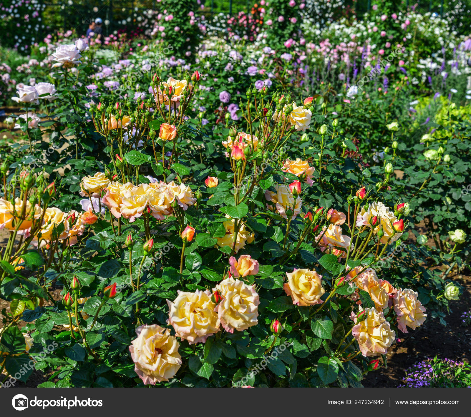 Rose Garden Spring Time Tochigi Japan Stock Photo by ©phuongphoto 247234942