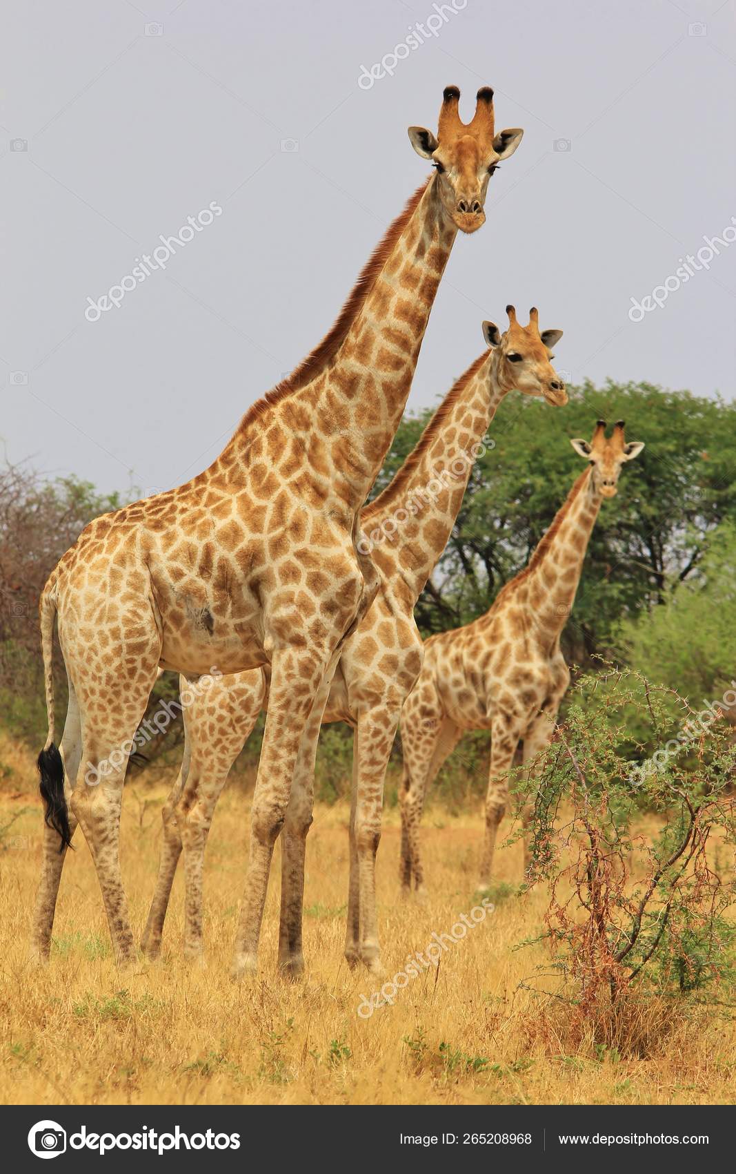 Wild Giraffe Pose Complete Wilds Namibia Southwestern Arica Trio Pose ...