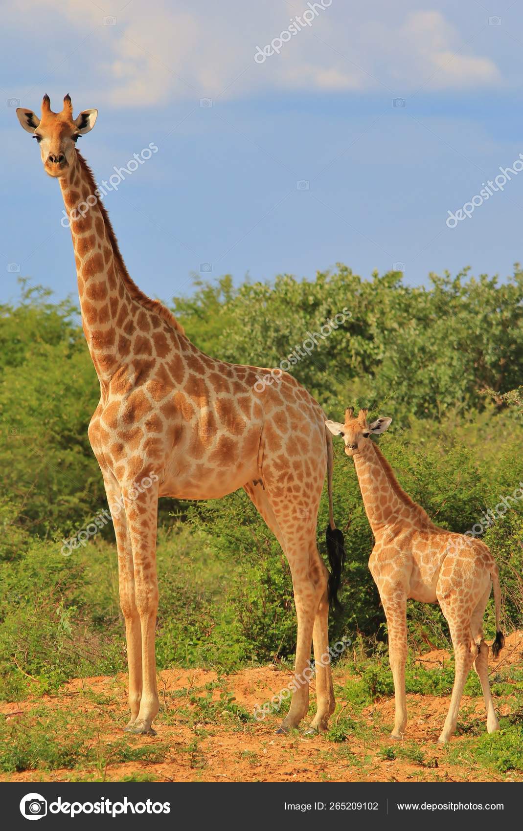 Wild Giraffe Pose Complete Wilds Namibia Southwestern Arica Mother Her ...