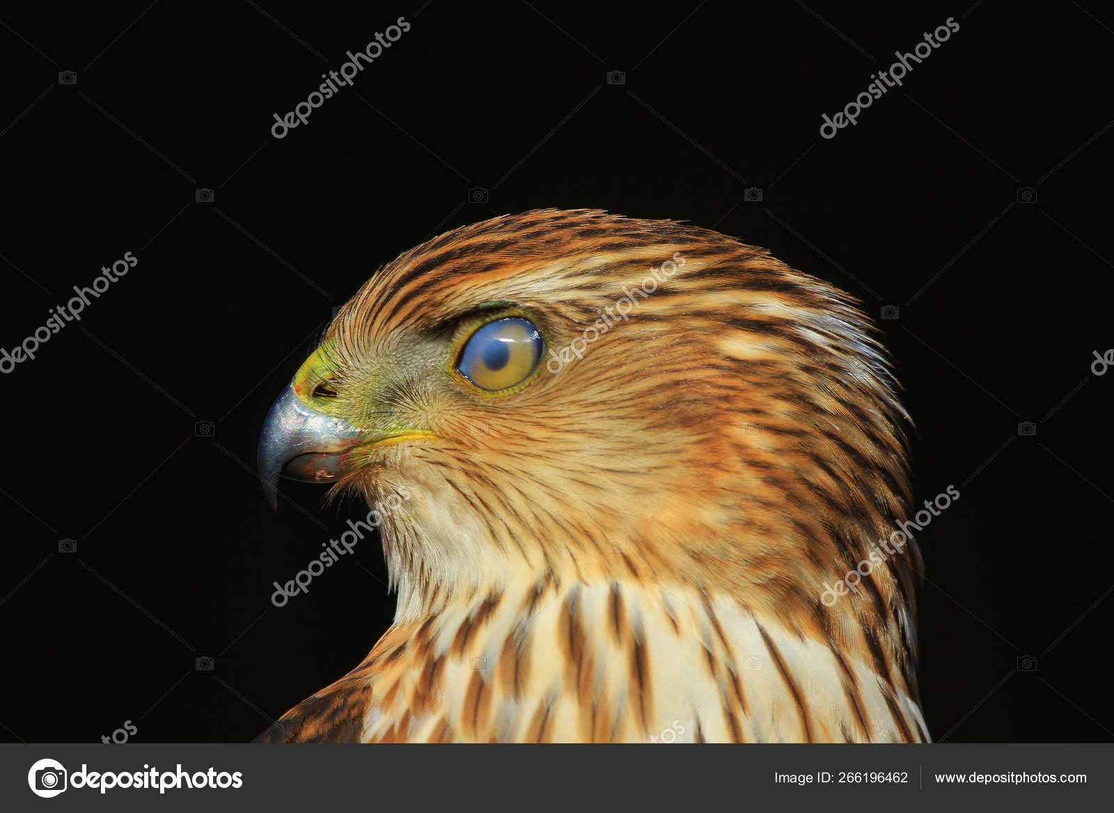 Ung Cooper Hawk Poserar För Ett Fotografiskt Skott Med Ikoniska ...