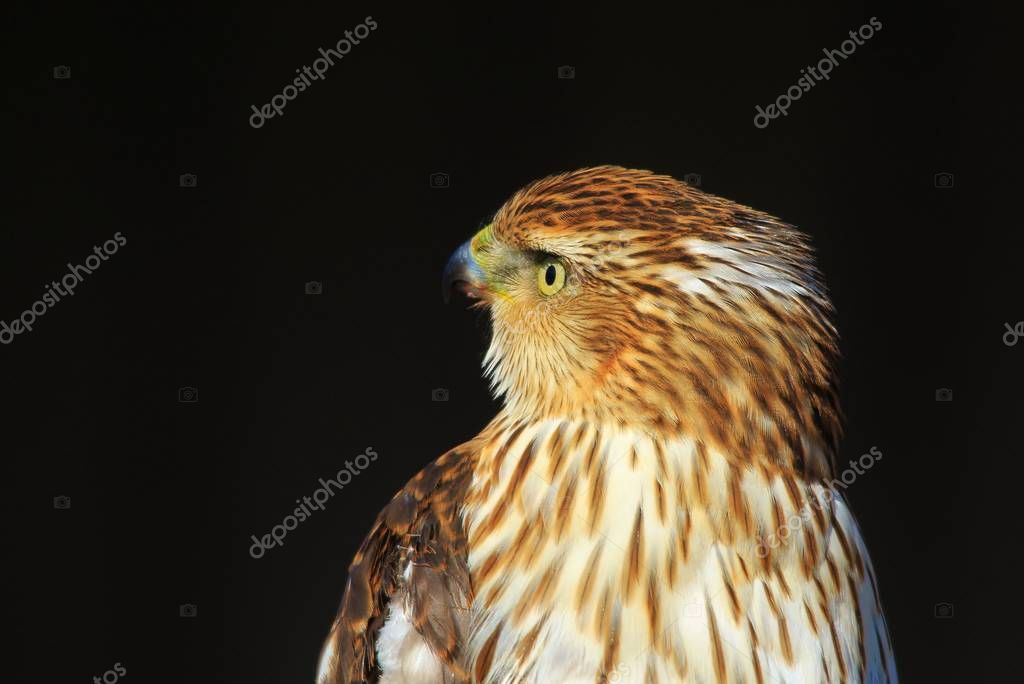Un joven halcón de Cooper posa para una toma fotográfica. Con colores y ...