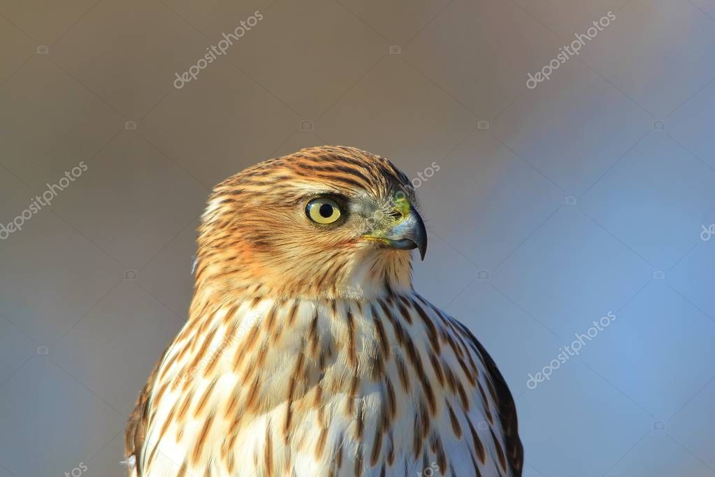 Un joven halcón de Cooper posa para una toma fotográfica. Con colores y ...