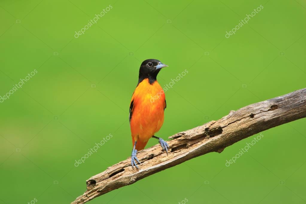 Un macho Oriole de Baltimore en plumaje reproductivo visita un comedero ...