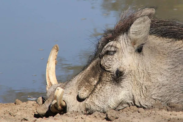 Warthog tusks images libres de droit, photos de Warthog tusks ...