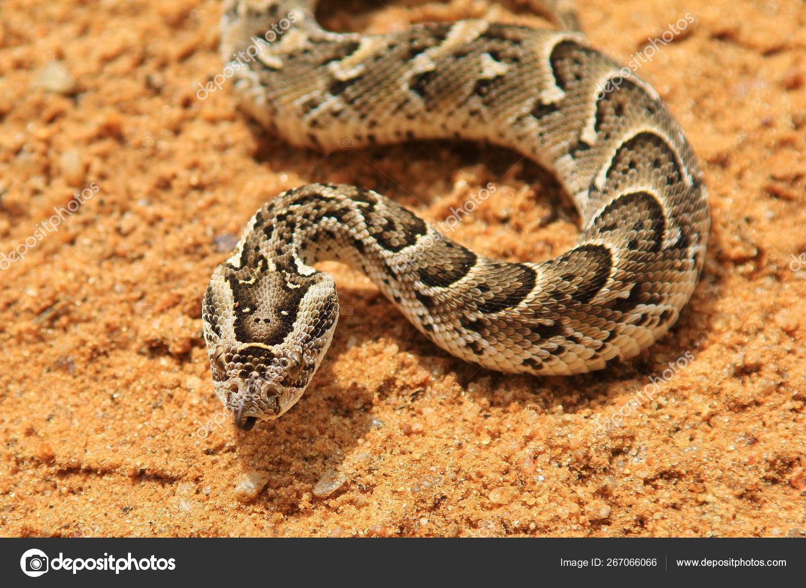 Night Adder African Snake — Stock Photo © Humpata #267066066