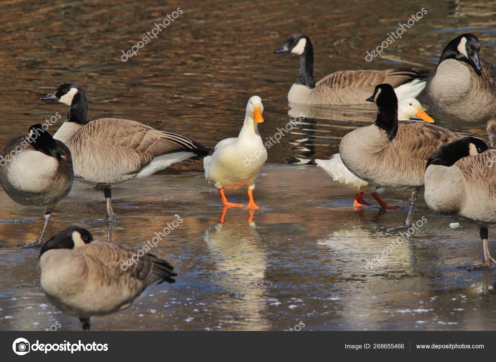 White American Pekin White Peking Ducks Walk Canadian Geese Frozen ...