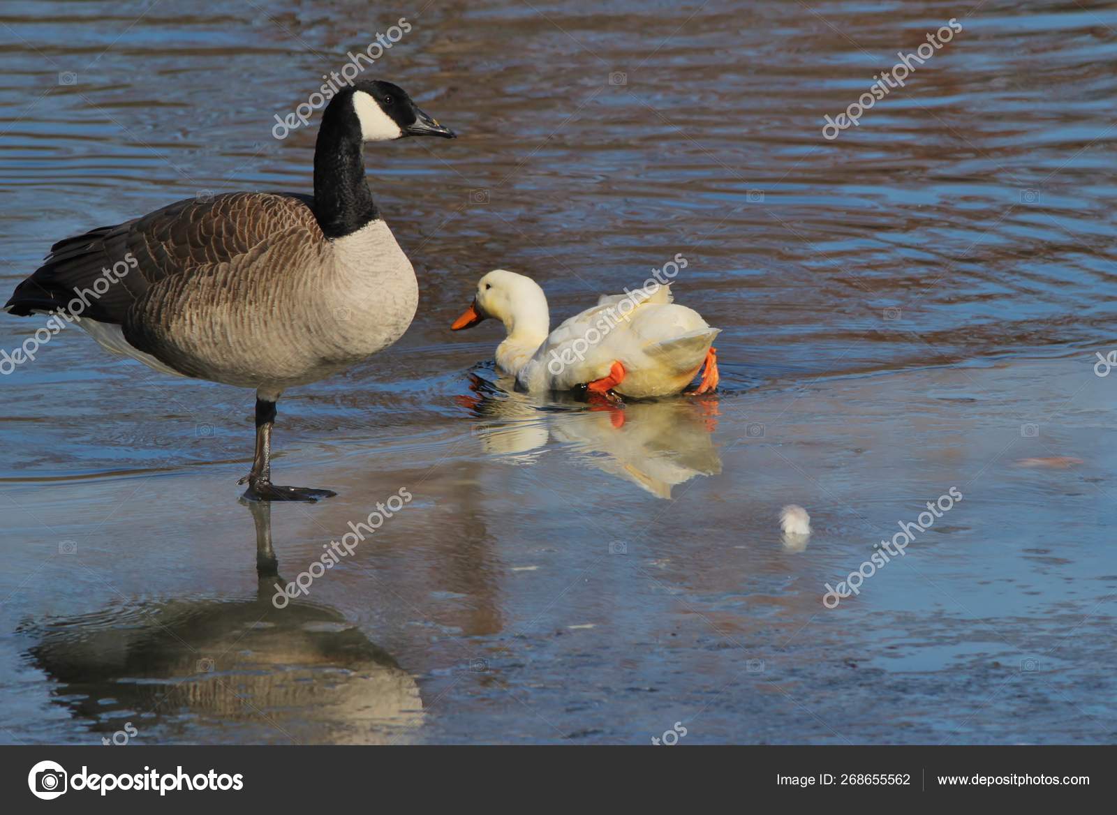 White American Pekin White Peking Ducks Walk Canadian Geese Frozen ...