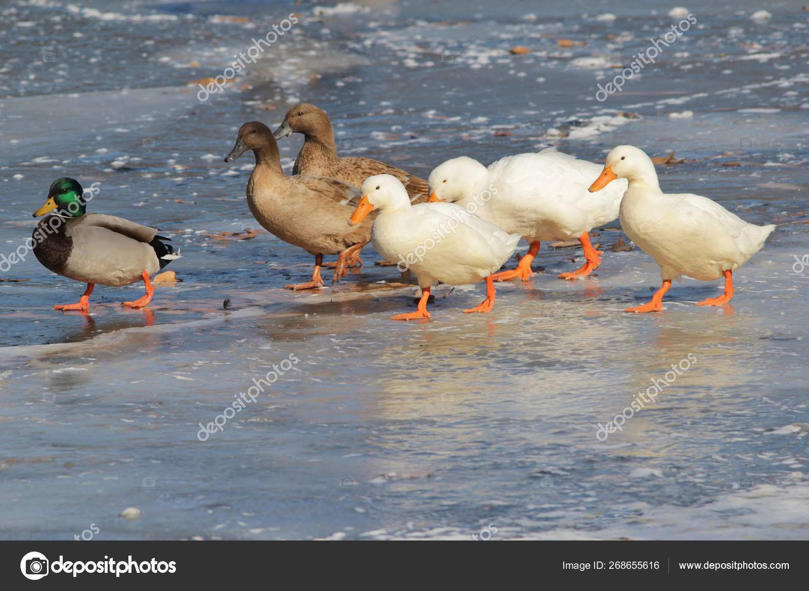 White American Pekin White Peking Ducks Walk Canadian Geese Frozen ...