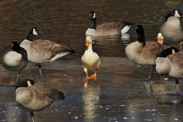 White American Pekin, or White Peking ducks walk past Canadian Geese on ...