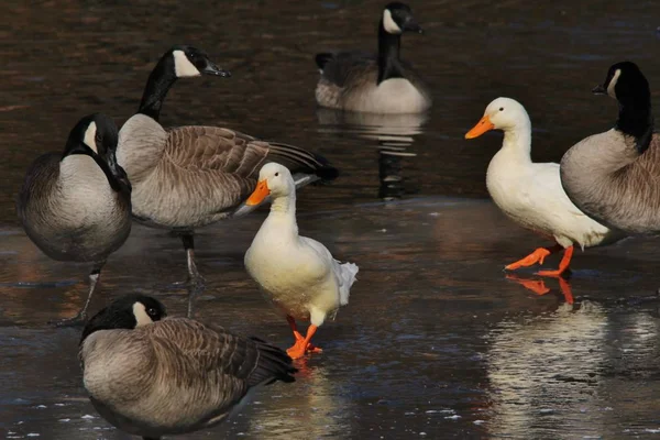 White American Pekin White Peking Ducks Walk Canadian Geese Frozen ...