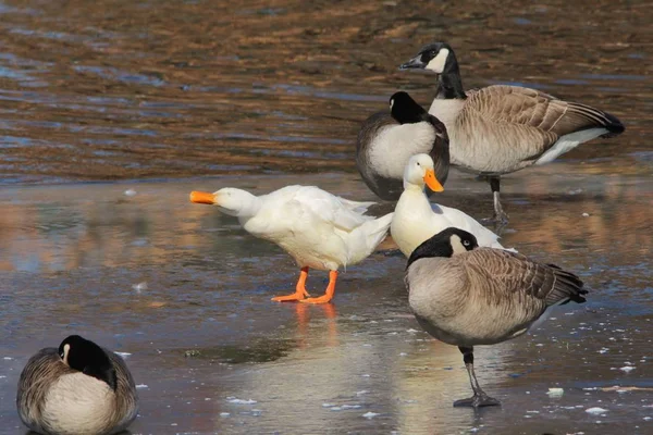 White American Pekin, or White Peking ducks walk past Canadian Geese on ...