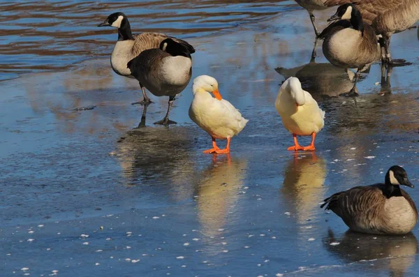 White American Pekin White Peking Ducks Walk Canadian Geese Frozen ...