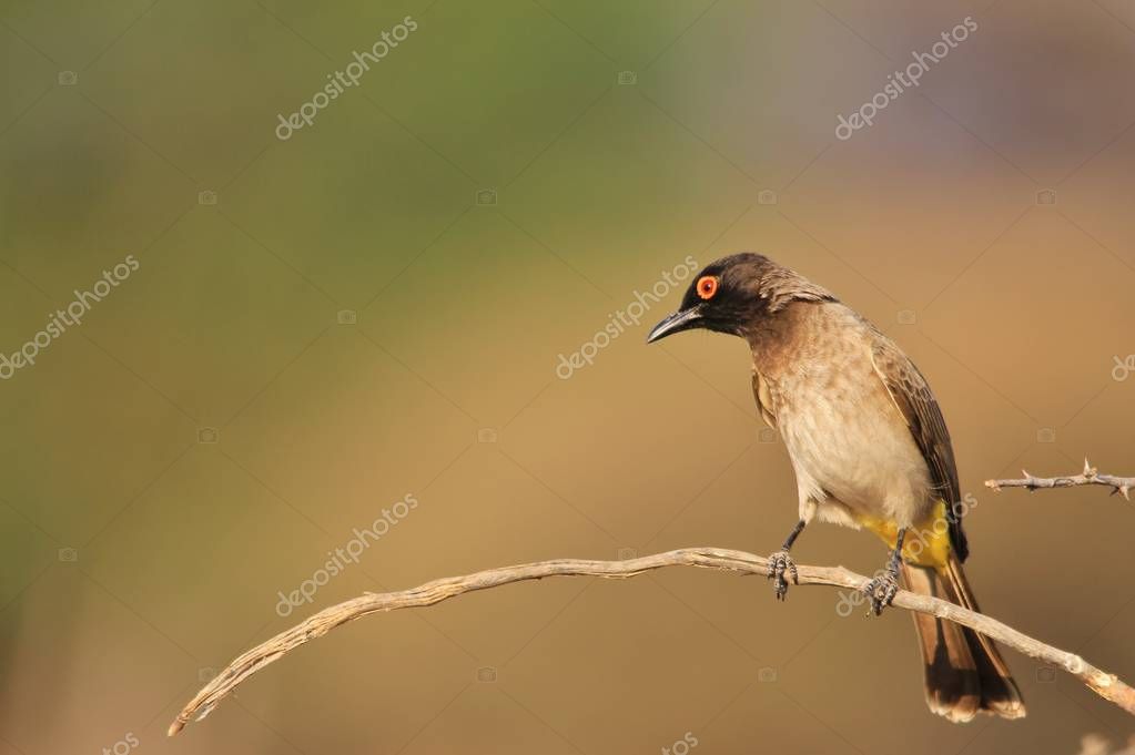 Bulbul de ojos rojos. Fondo africano de aves silvestres. Postura de ...