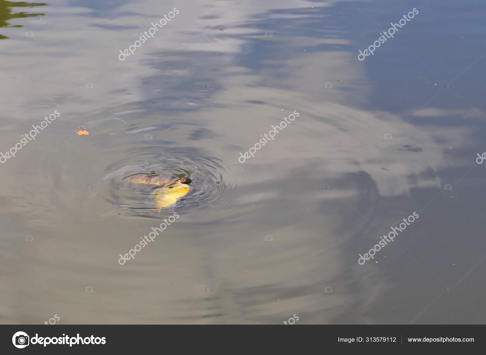 Closeup Water Snake Hunting Fish Wild Nature — Stock Photo © Humpata ...