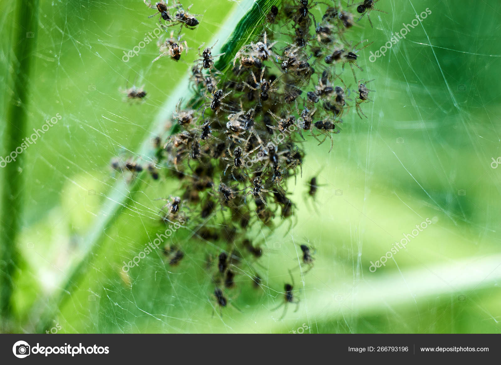 Pictures Of Baby Garden Spiders | Fasci Garden