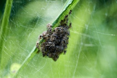Baby spiders being born in Amazing nature. Spiders spin out of nest ...
