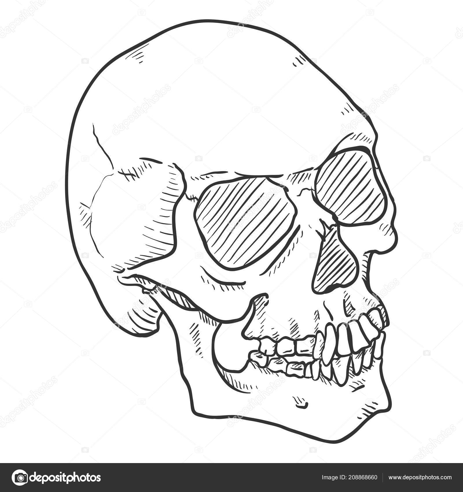 Hand Drawn Human Skull White Background Stock Vector by ©nikiteev 208868660