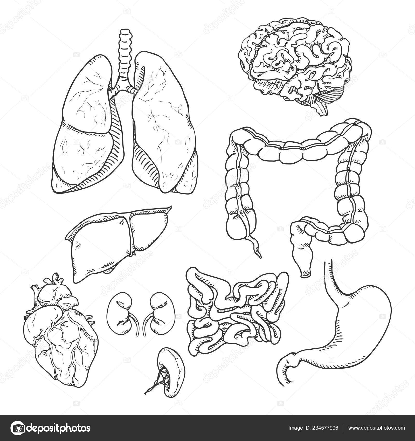 Vector Sketch Set Anatomical Human Organs Medicine Illustration Stock ...