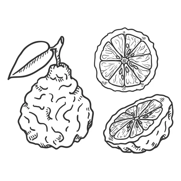 Vector Set of Cartoon Bergamot Fruits. Stock Vector by ©nikiteev 249302574