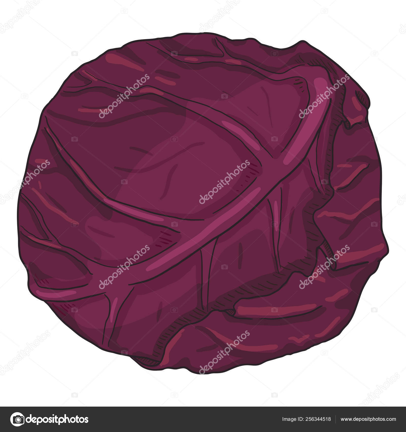 Red Cabbage Illustration