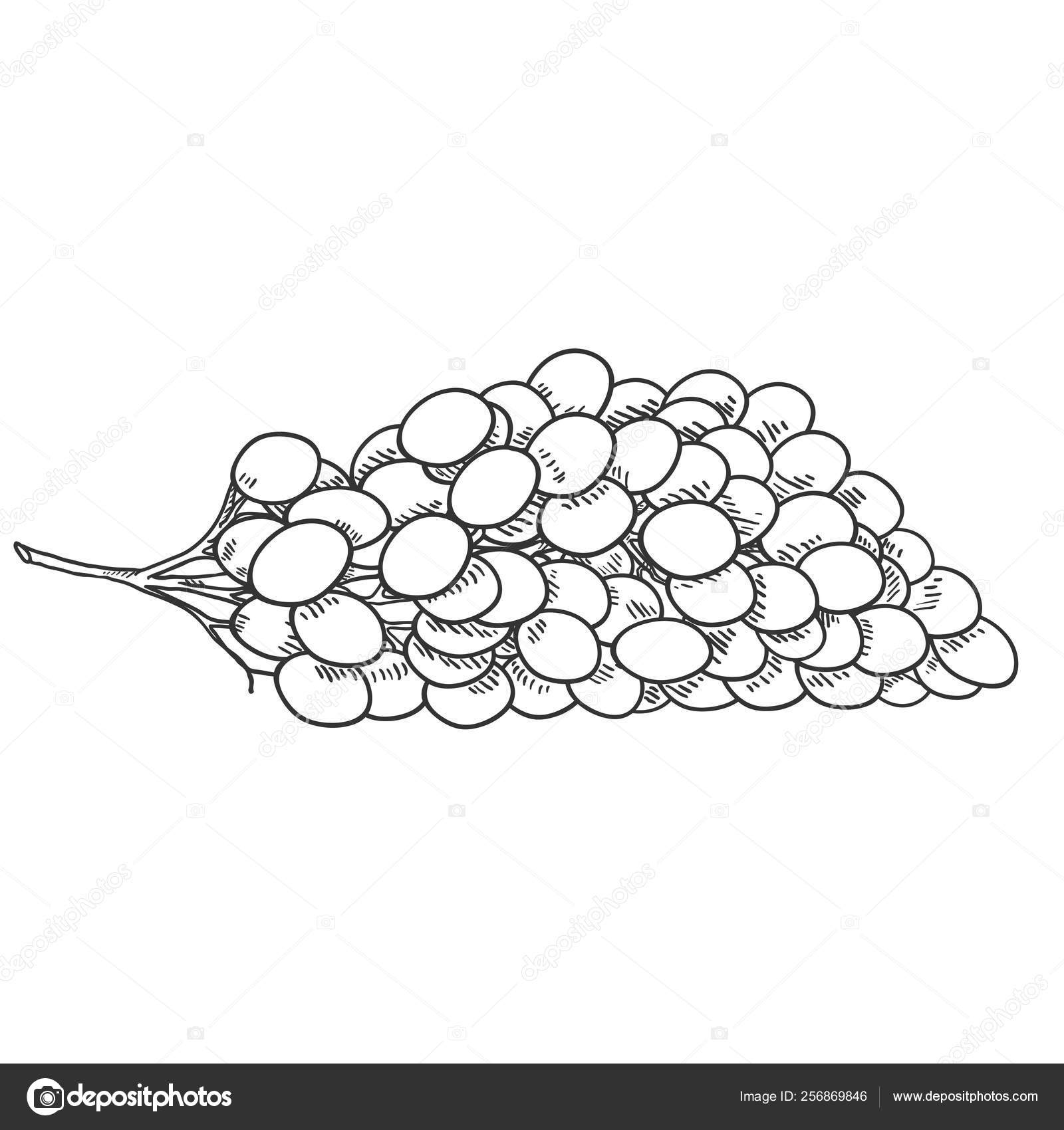 Vector Sketch Uvas Ilustración Vector de stock por ©nikiteev 256869846