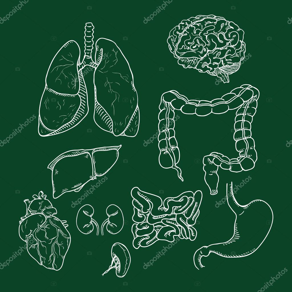 Vector Chalk Sketch Set de rganos Humanos Anat micos. Ilustraci n de medicina. 2024