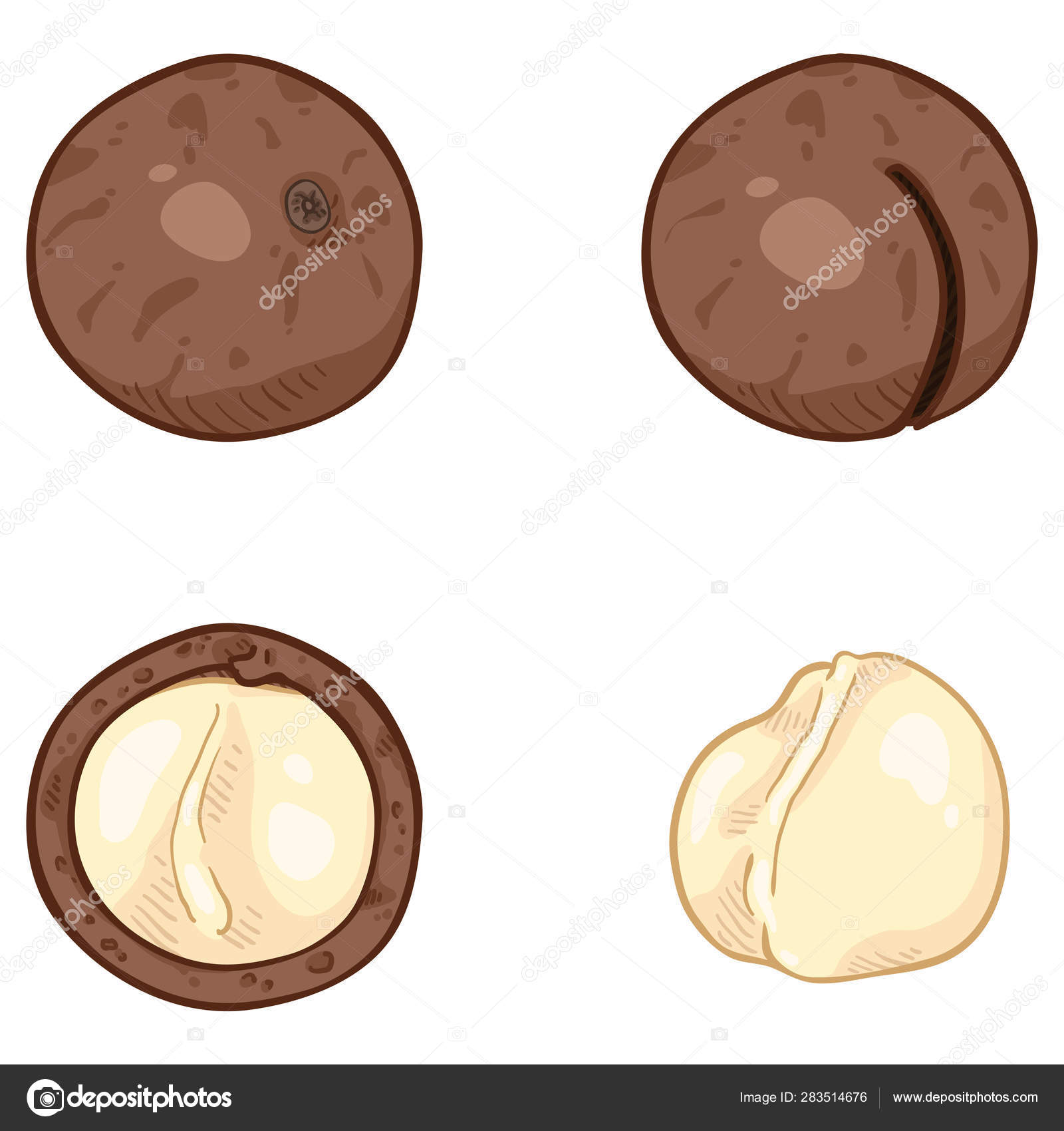 Vector Set of Cartoon Macadamia Nuts. Stock Vector Image by ©nikiteev ...