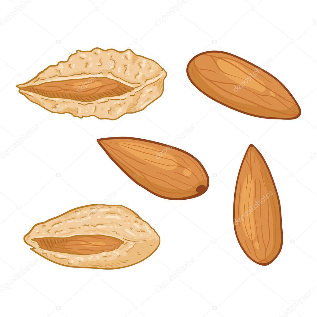 Juego de Vectores de Almendras de Dibujos Animados. 2024