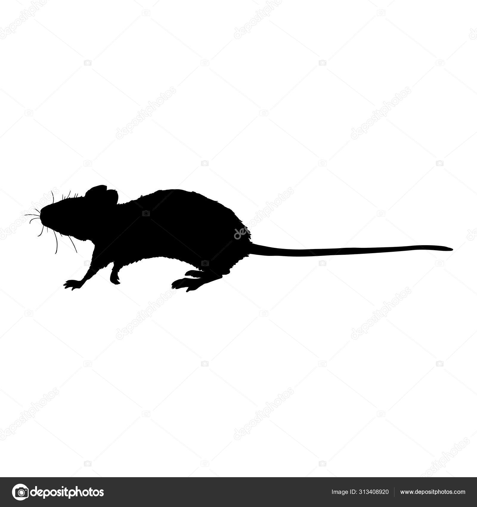 Vector Black Silhouette of Mouse Stock Vector Image by ©nikiteev #313408920