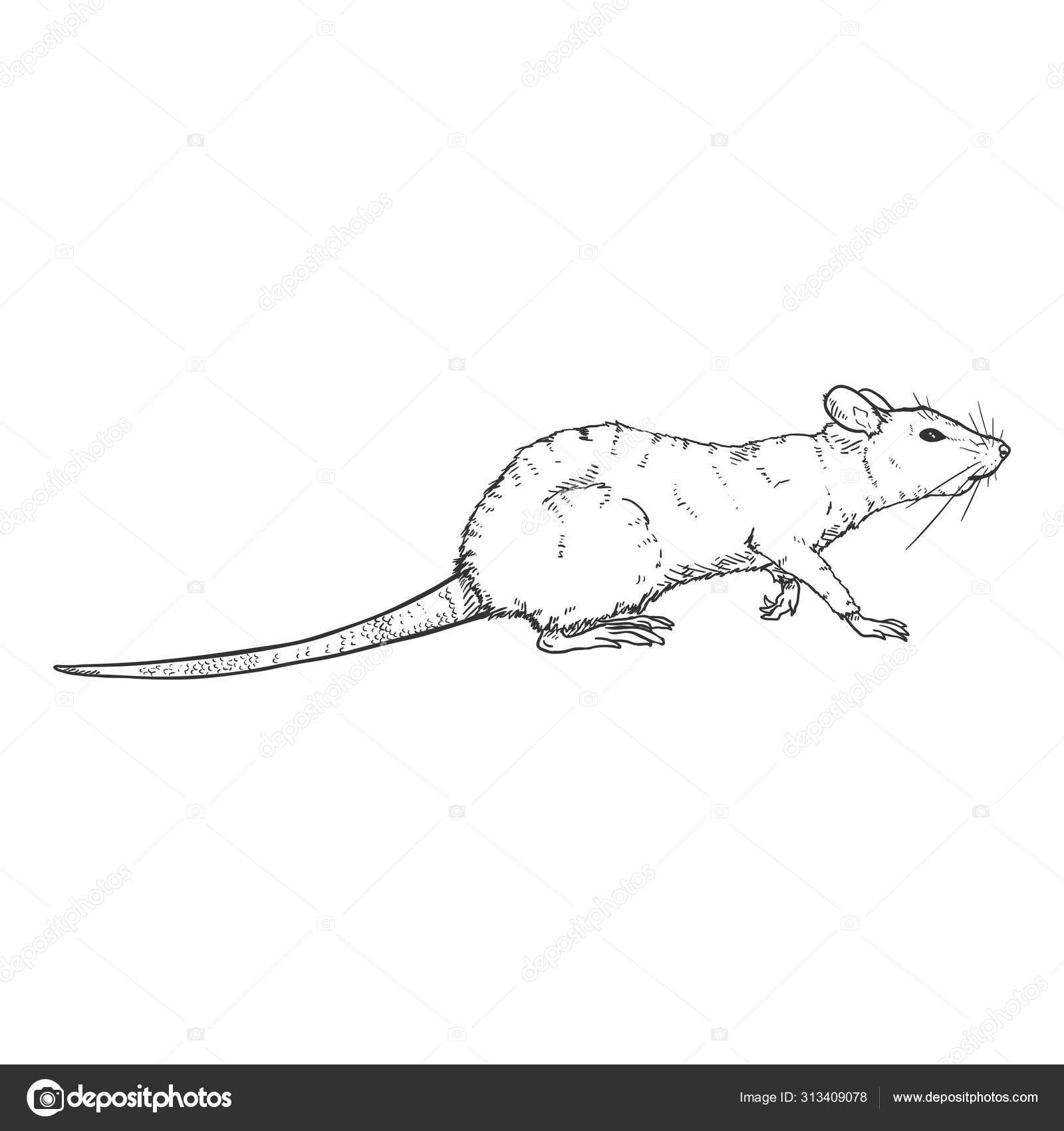 Vektorskizze Illustration - wandelnde Ratte Stock-Vektorbild von ...