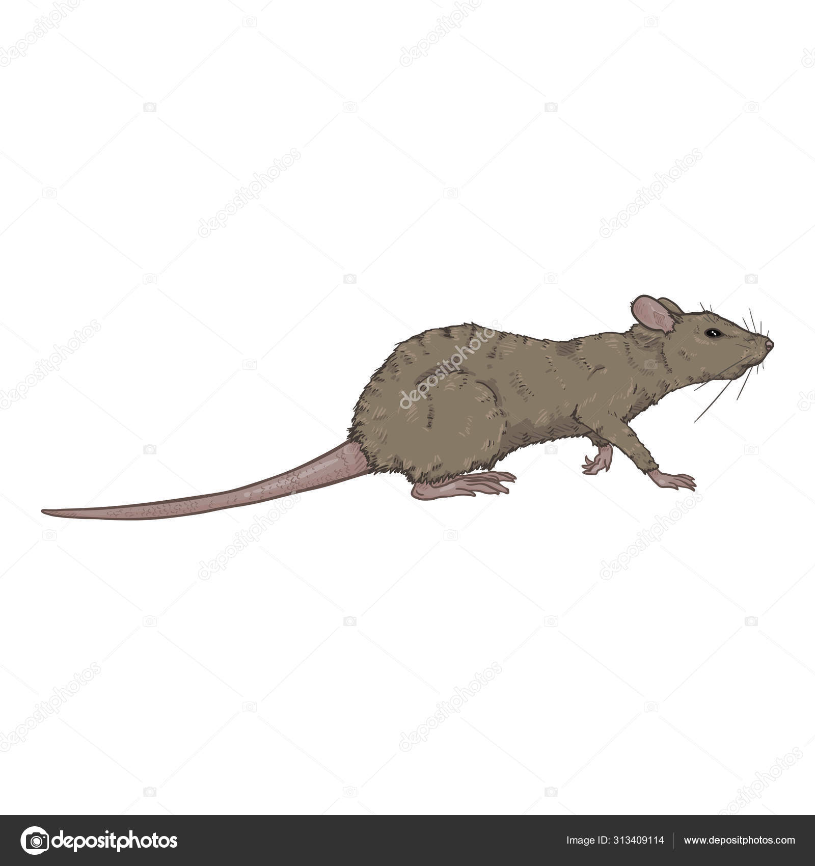 Vektör Çizgi Film Çizimi - Gri Fare ©nikiteev 313409114'e ait Stok Vektör