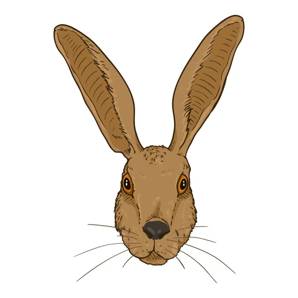 Head of a hare Vector Art Stock Images | Depositphotos