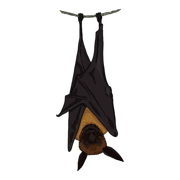 9,974,460 Malaysian flying fox Vector Images | Depositphotos