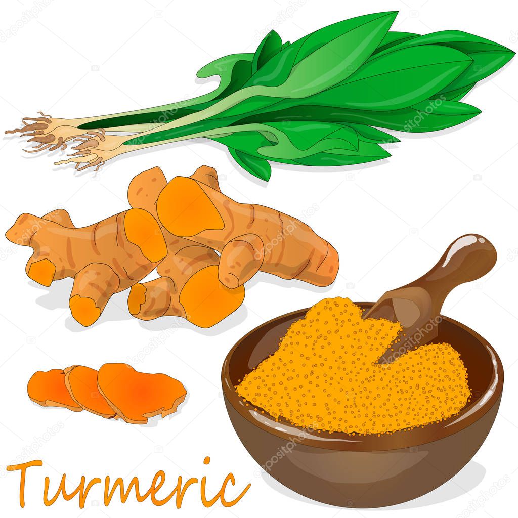 Cúrcuma (Curcuma longa Linn) polvo y raíz sobre fondo blanco vector ...