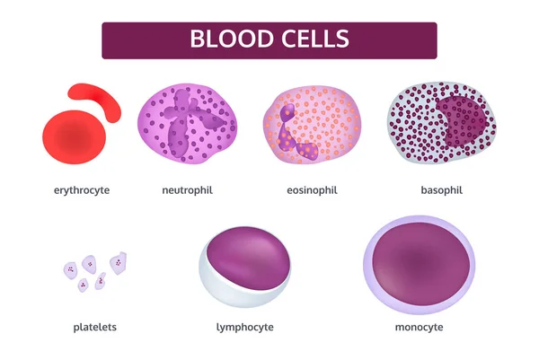 Granulocyte Stock Vectors, Royalty Free Granulocyte Illustrations ...