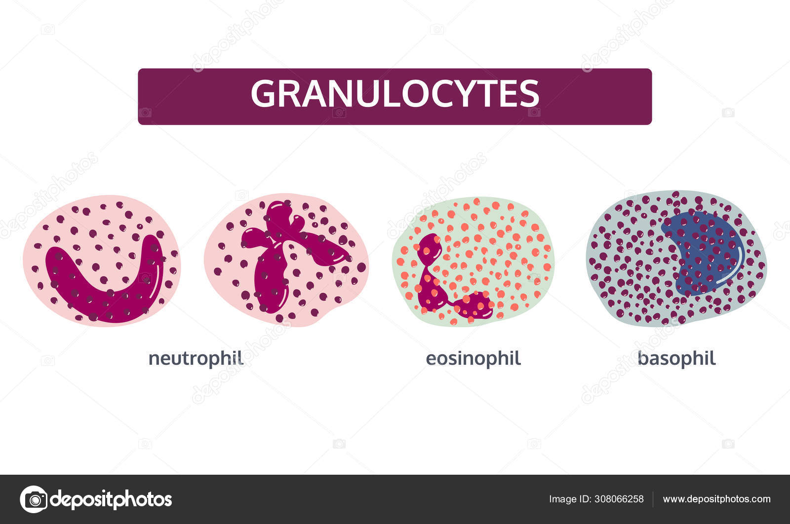 Granulocytes white blood cells. Stock Vector Image by ©Vian.na #308066258