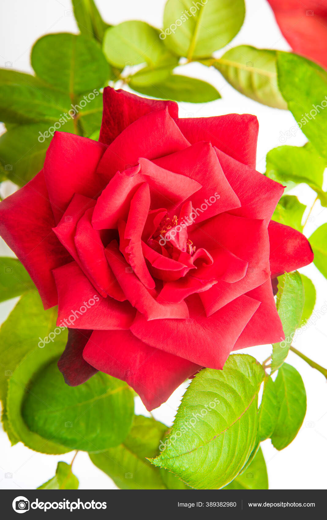 Single Red Rose Petal