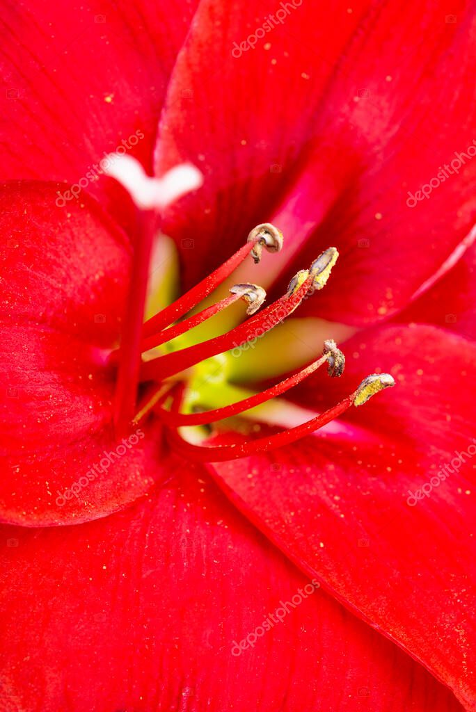 Una macro toma o un primer plano extremo de una flor de amarilis roja ...