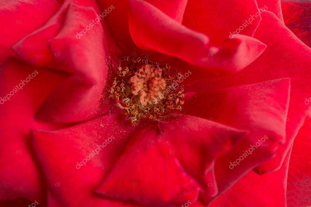 Un primer plano extremo o macroplano con poca profundidad de campo y ...
