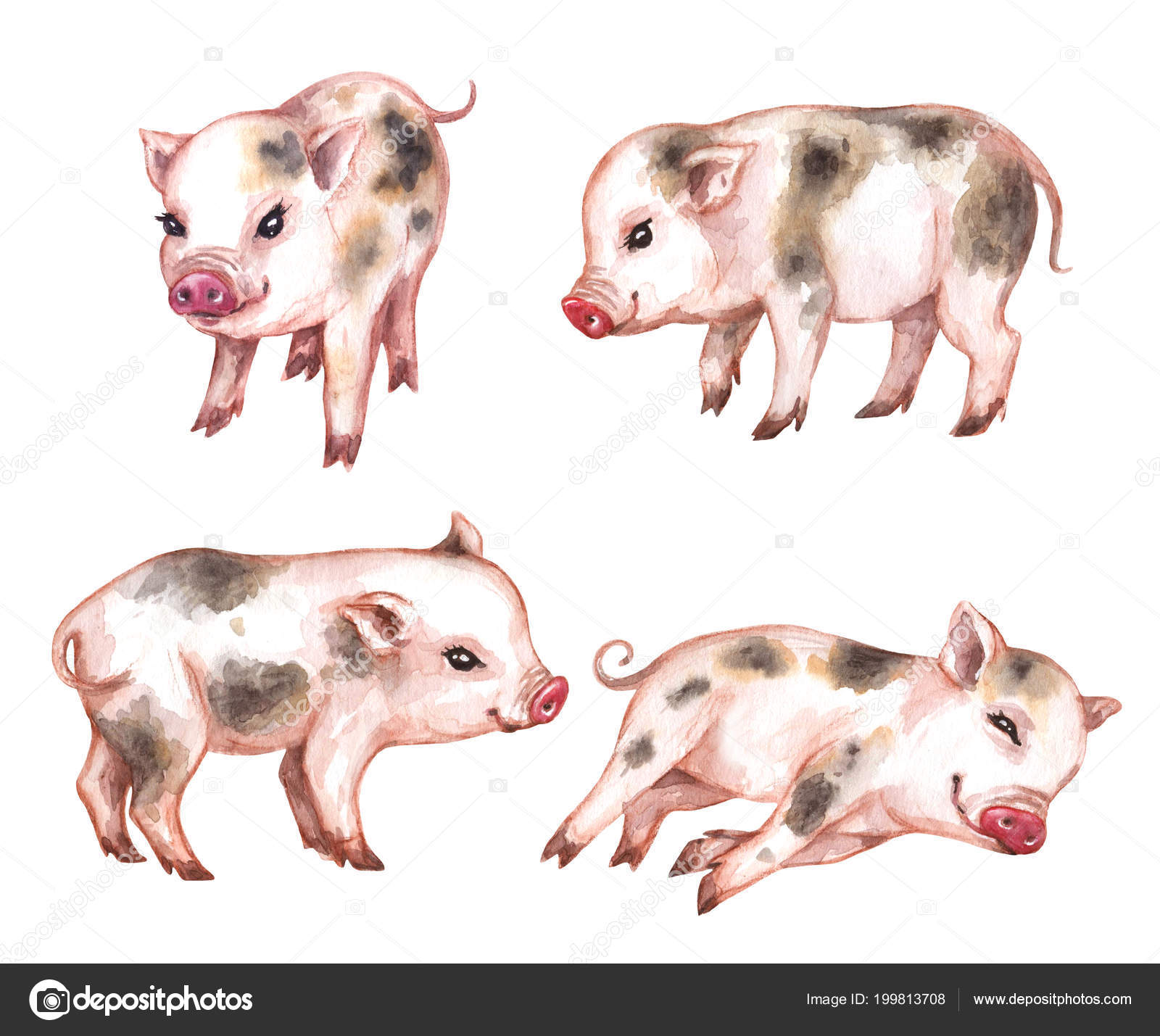 Hand Drawn Cute Miniature Pig Watercolor Set Funny Micro Pigs Stock ...