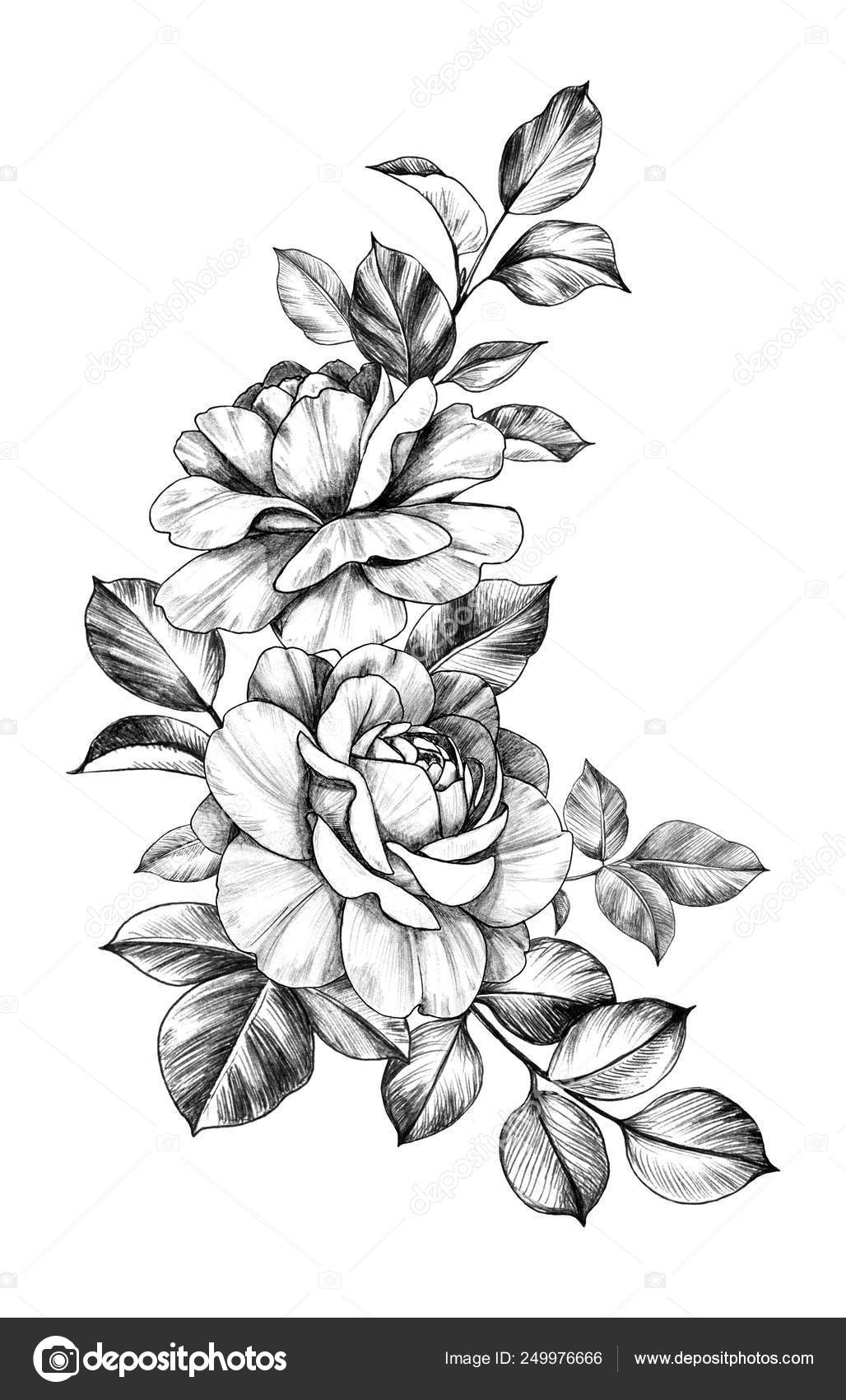 Rose Leaves Drawing