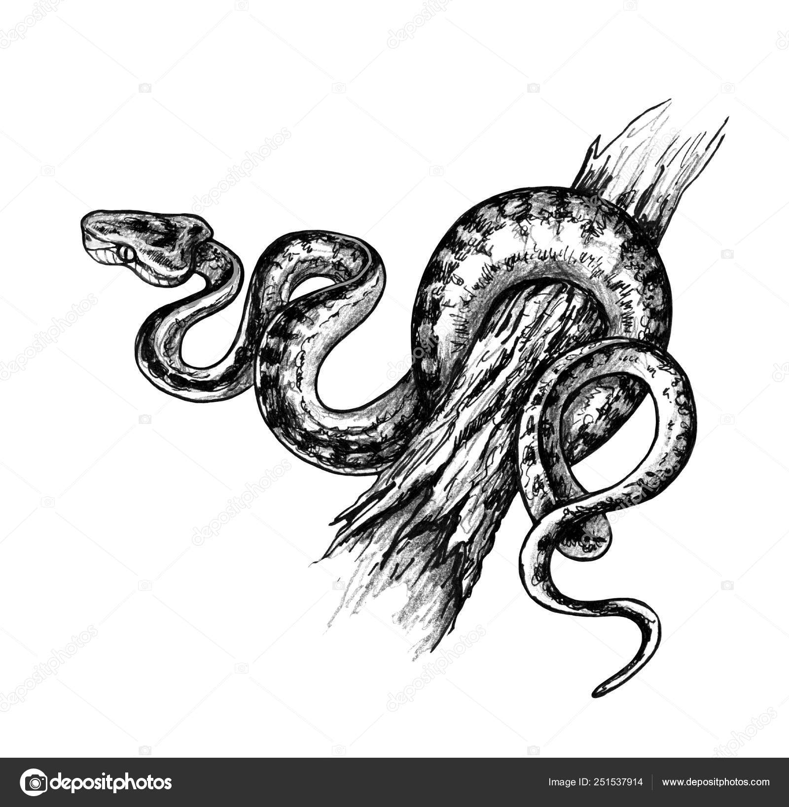 Python Creeping on Tree Stump Stock Illustration by ©Valiva #251537914