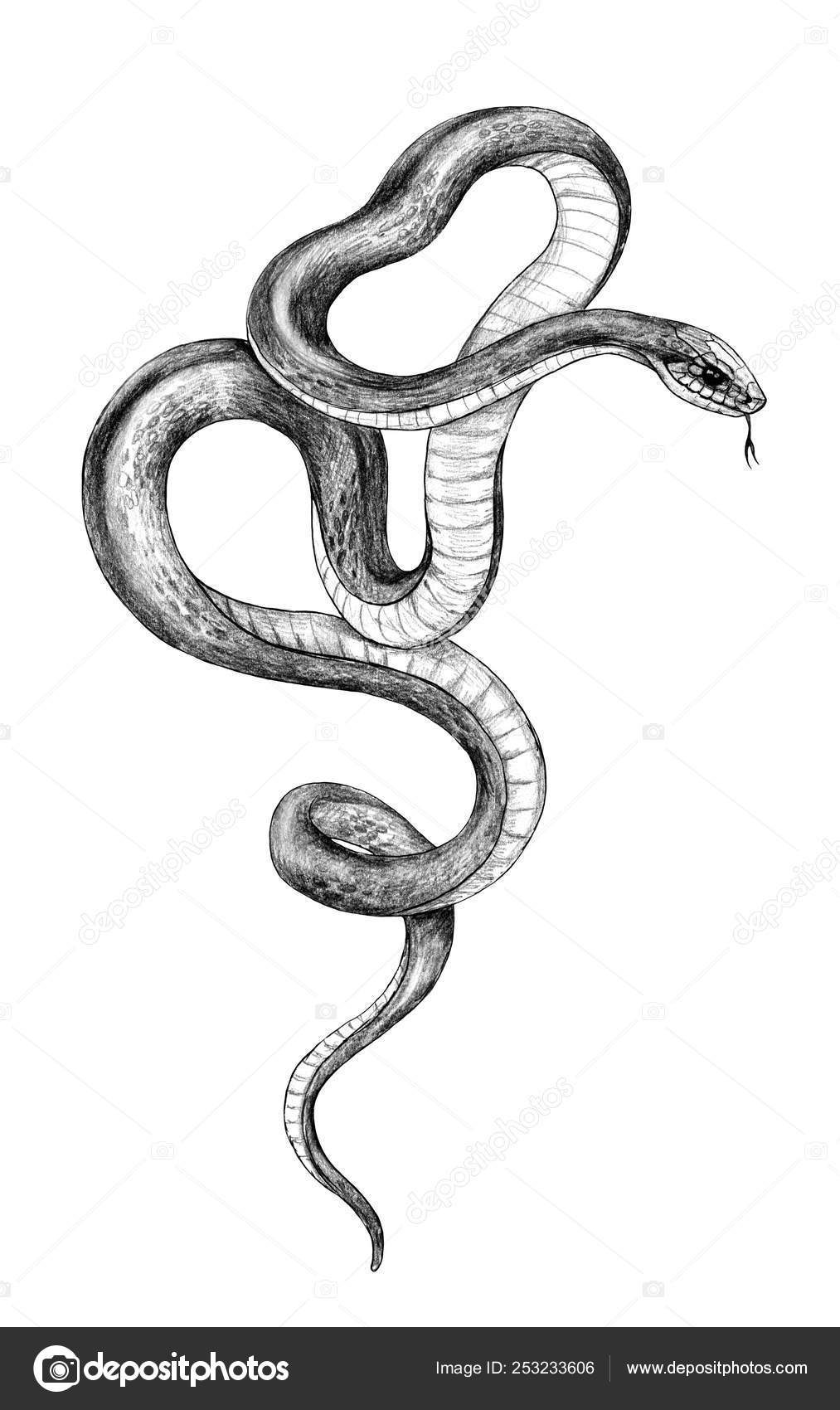Hand Drawn Monochrome Snake Stock Illustration by ©Valiva #253233606