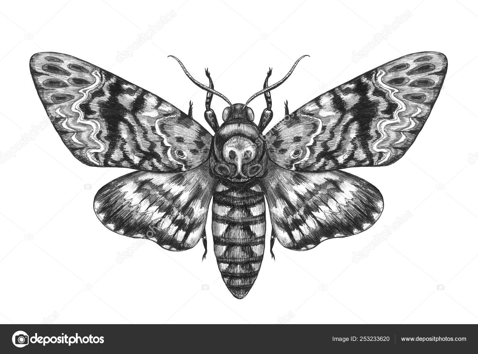 Hand Drawn Acherontia Styx Butterfly Stock Illustration by ©Valiva ...