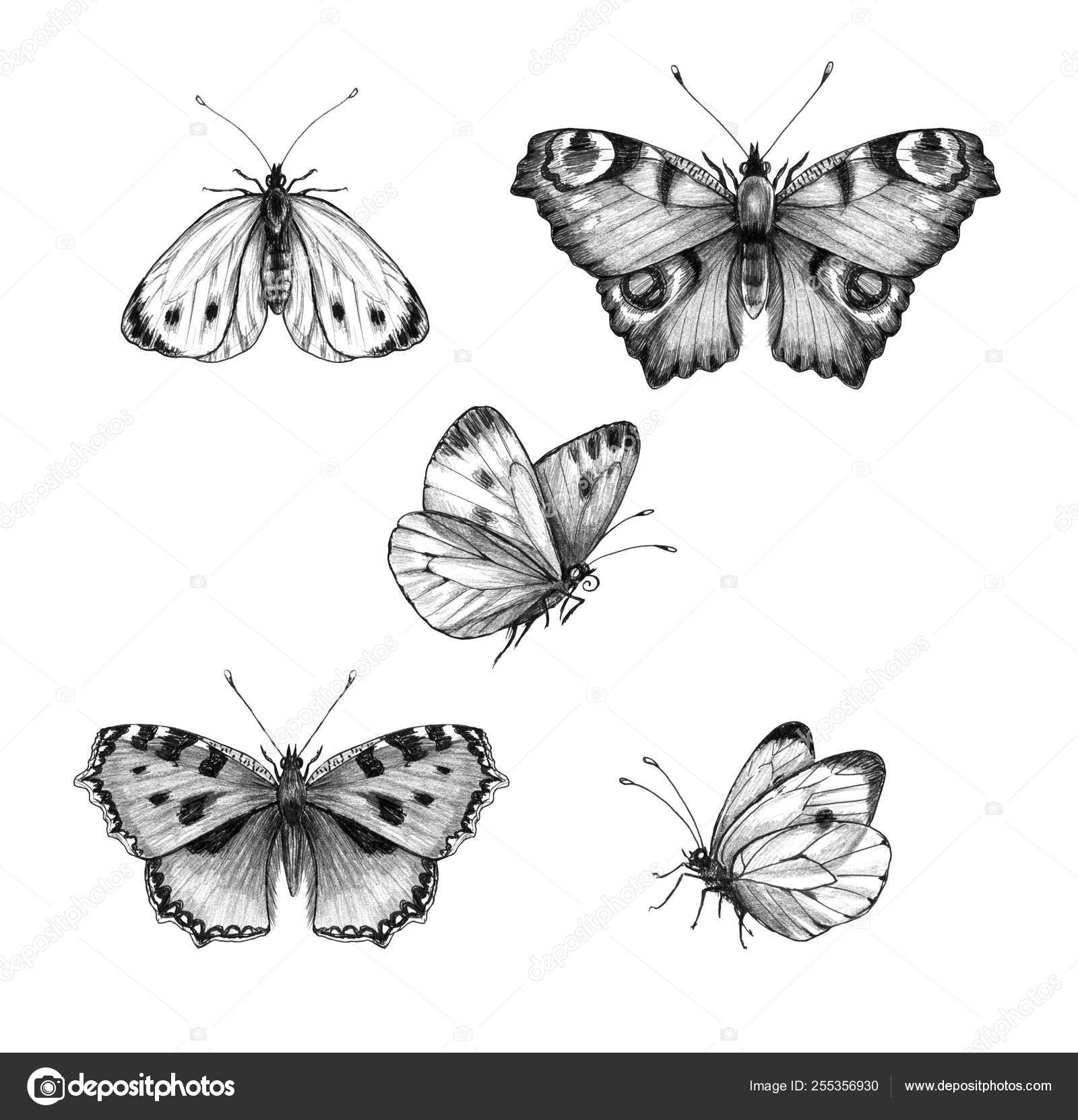 Side View Butterfly Drawing