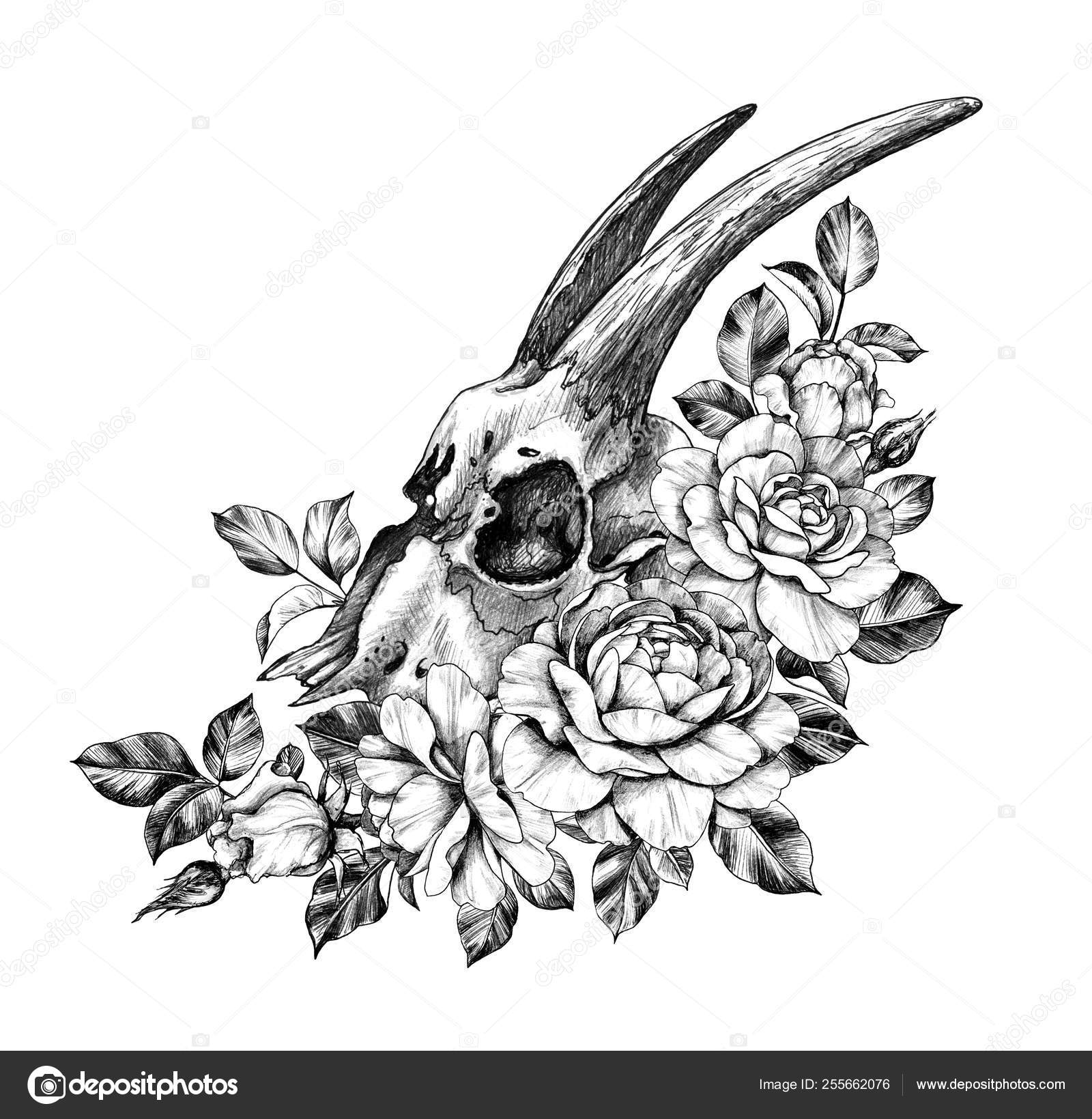 Goat Skull with Roses Pencil Drawing Stock Illustration by ©Valiva ...
